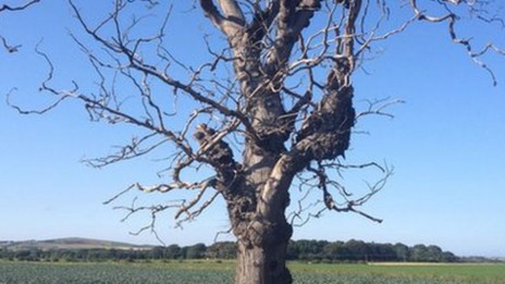 Your pictures of Scotland: 10 - 17 August - BBC News