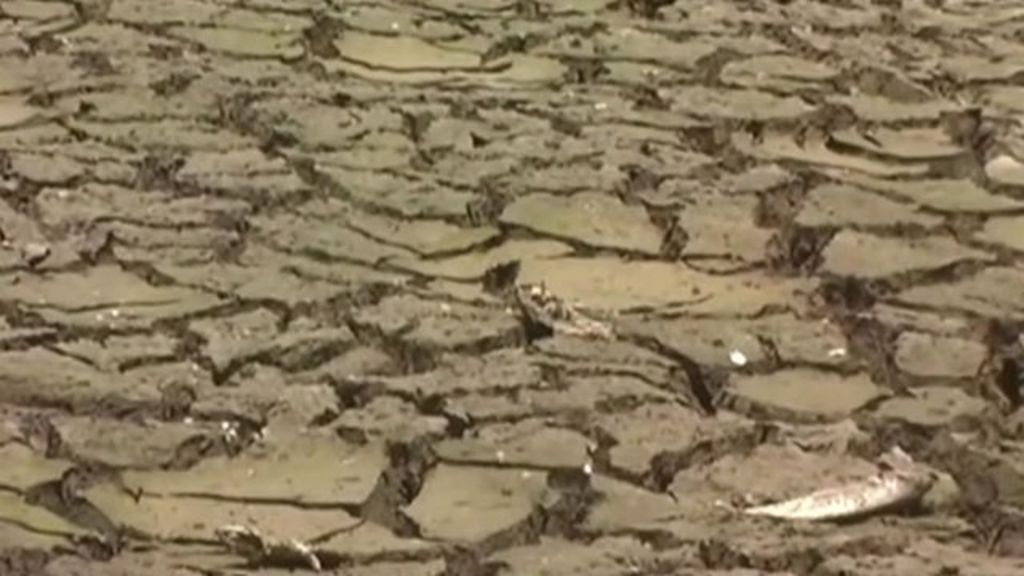 Sri Lanka's devastating drought hits paddy fields - BBC News