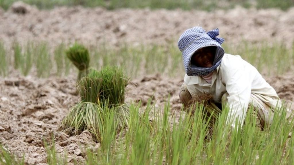 Wild rice gene gives yield boost - BBC News