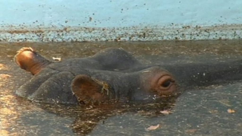 Hippo goes for dip in pool but gets stuck for two days - BBC News