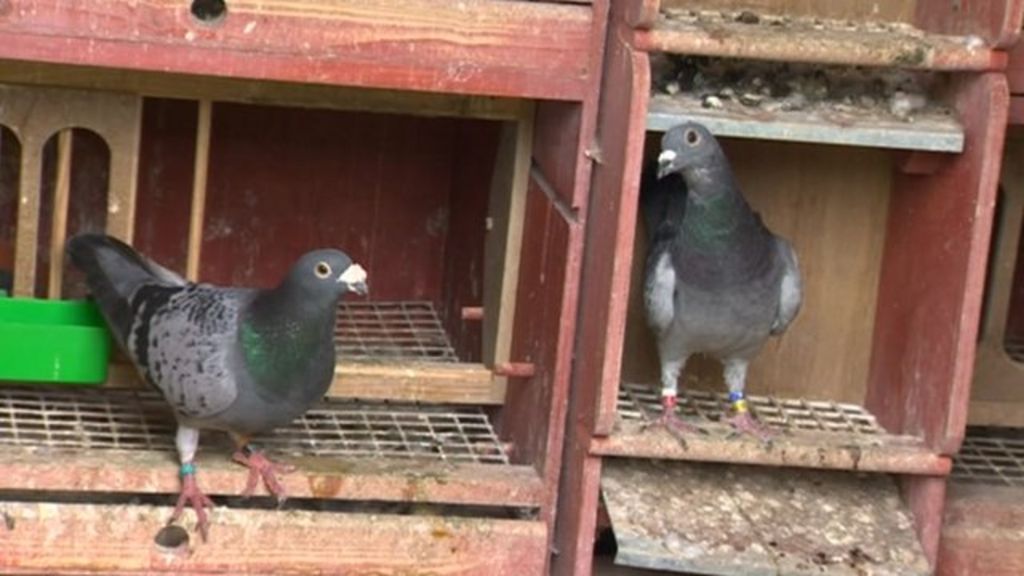 Hundreds of racing pigeons disappear in North East - BBC News