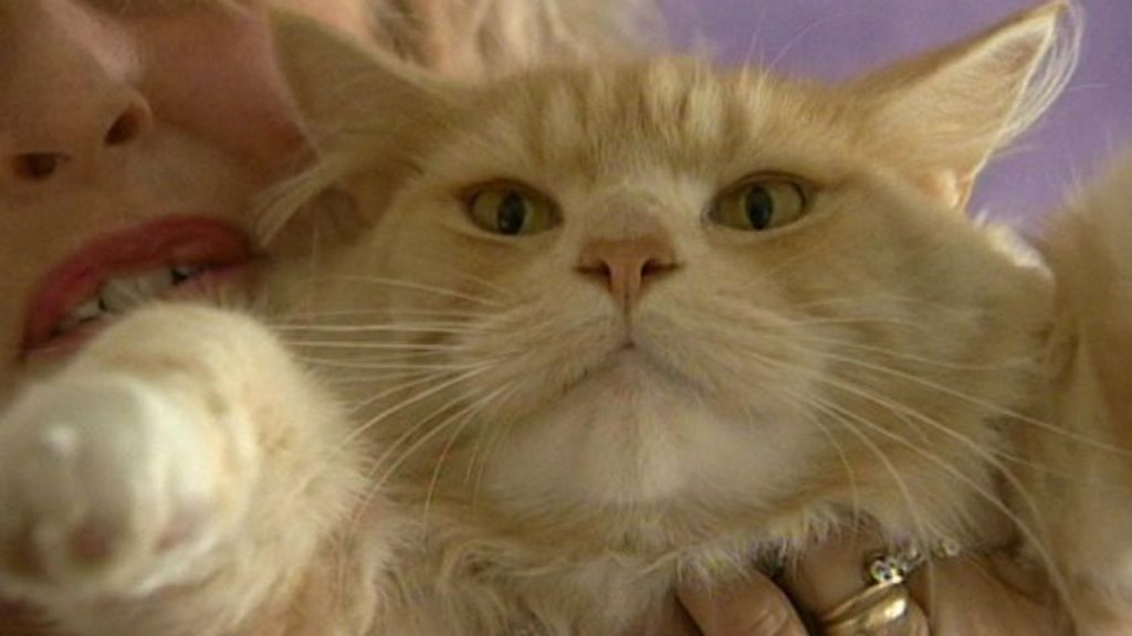 Essex 'lion' is my cat, says Maine Coon owner - BBC News