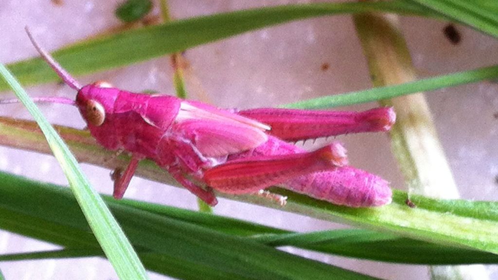 'Very unusual' pink grasshopper spotted in Wiltshire - BBC News