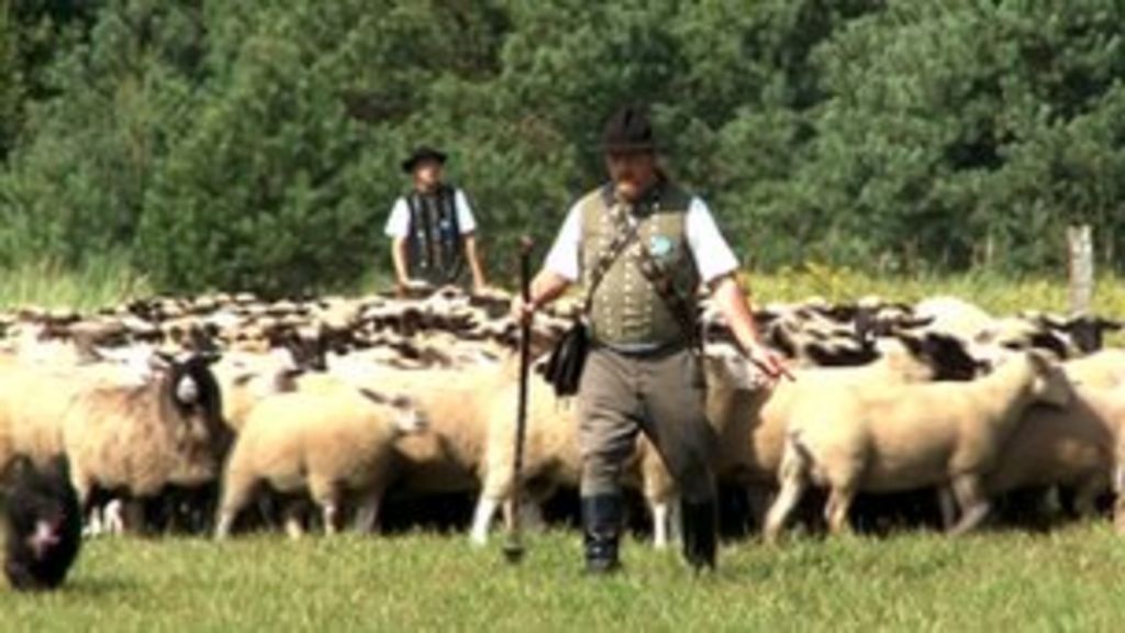 Biofuel crops transform German farming - BBC News