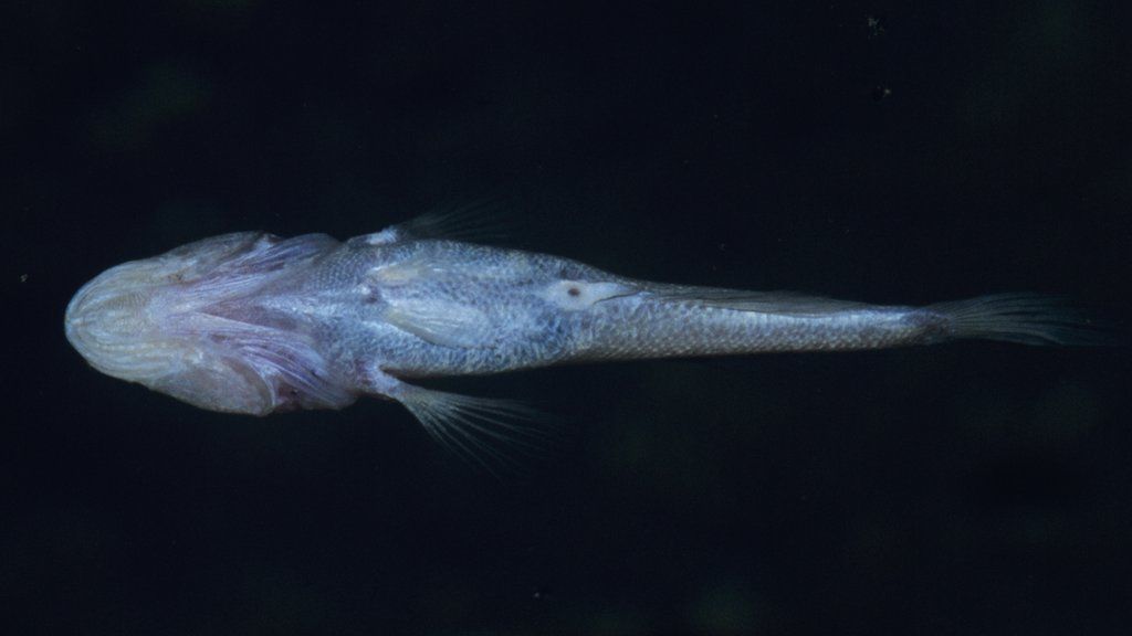 Goby fish 6,000km apart share eyeless common ancestor - BBC News
