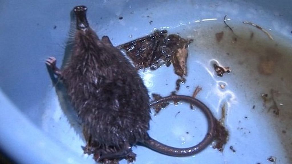 Desman - BBC Newsround