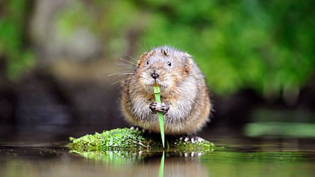 European water vole - Alchetron, The Free Social Encyclopedia