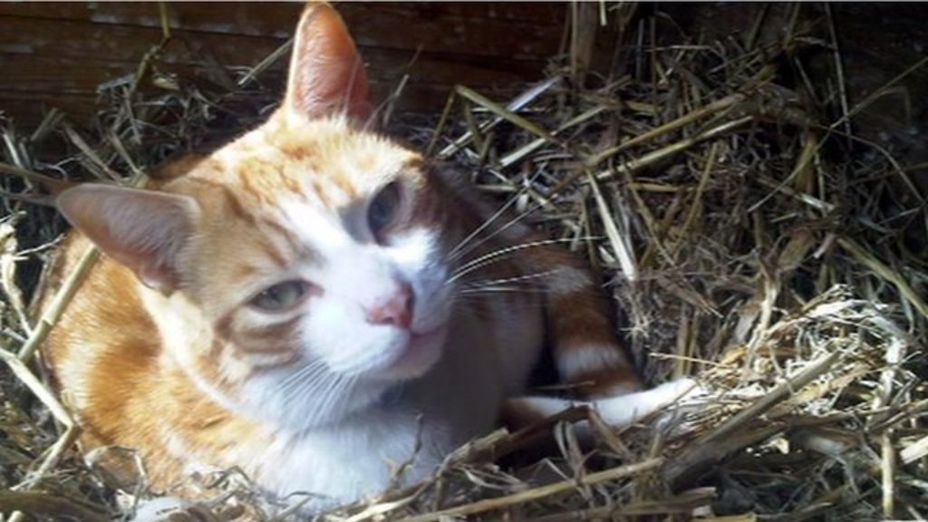 Poisoner theory over spate of cat deaths in Dovercourt - BBC News