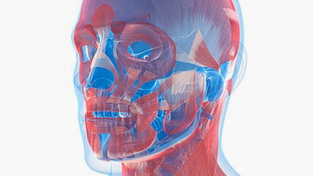 Genes for face shape identified - BBC News
