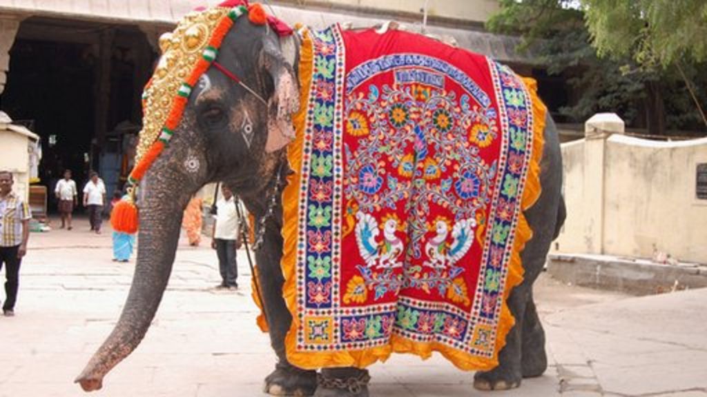 Obese elephants in Tamil Nadu given slimming help - BBC News