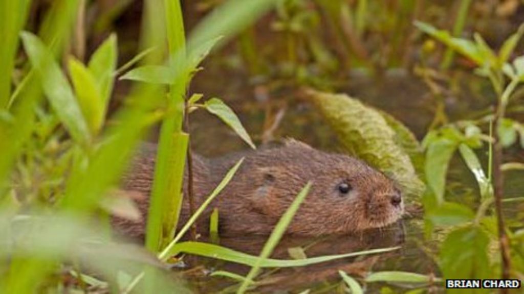 Water voles back on the river in Dorset - BBC News