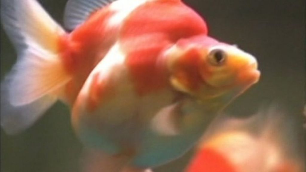 China holds world goldfish championships - BBC News