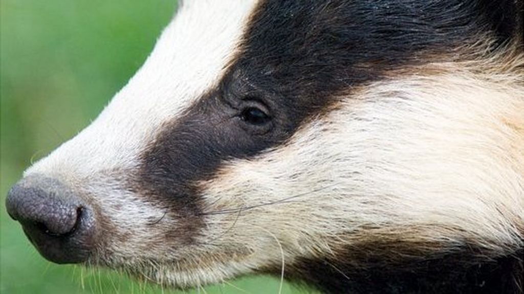 First badger cull licence issued - BBC News