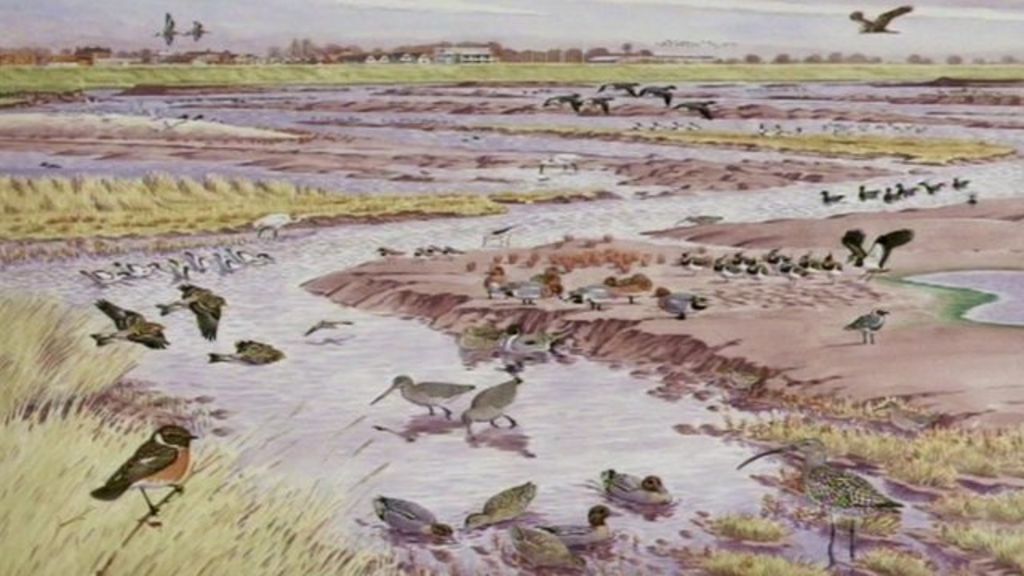 New Wallasea Island nature reserve work under way - BBC News