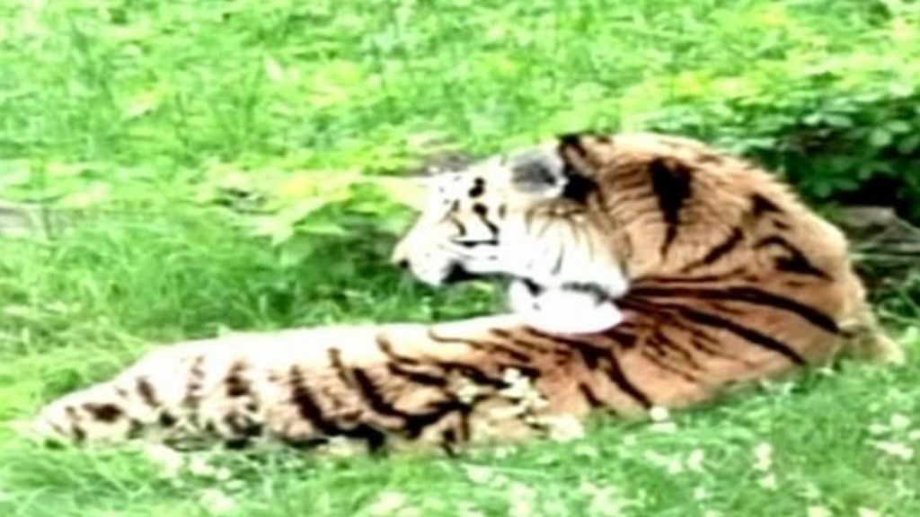 Tiger mauls US man who leapt into Bronx Zoo enclosure - BBC News
