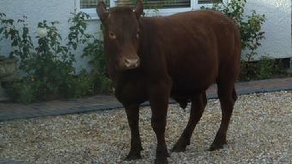 Escaped bull caught in Farnborough car park - BBC News