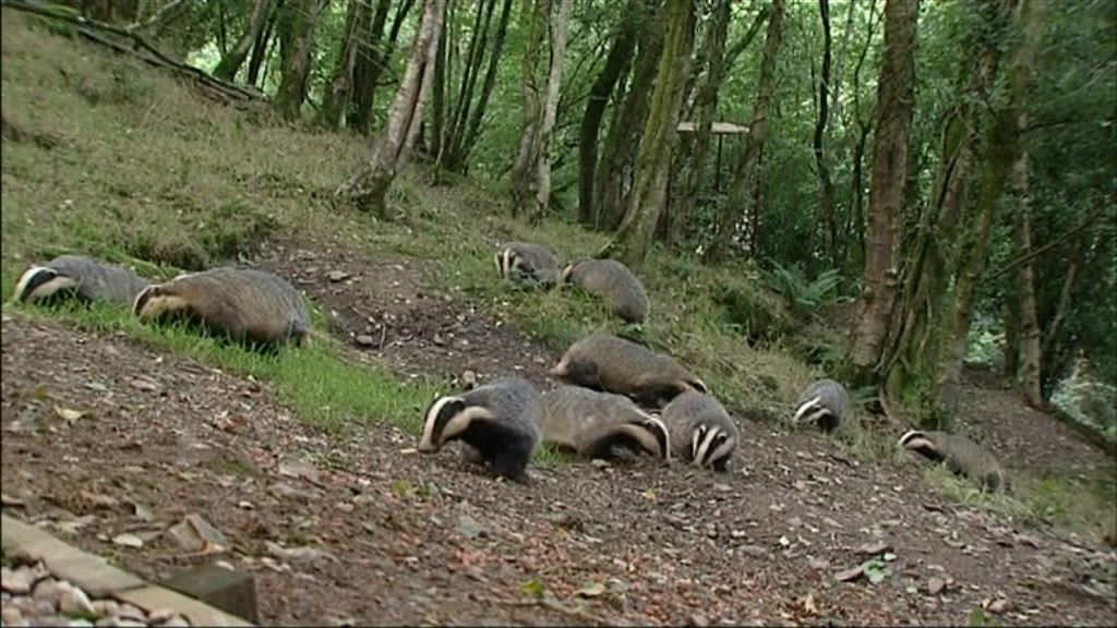 Badger culling: The farmers and the fury - BBC News