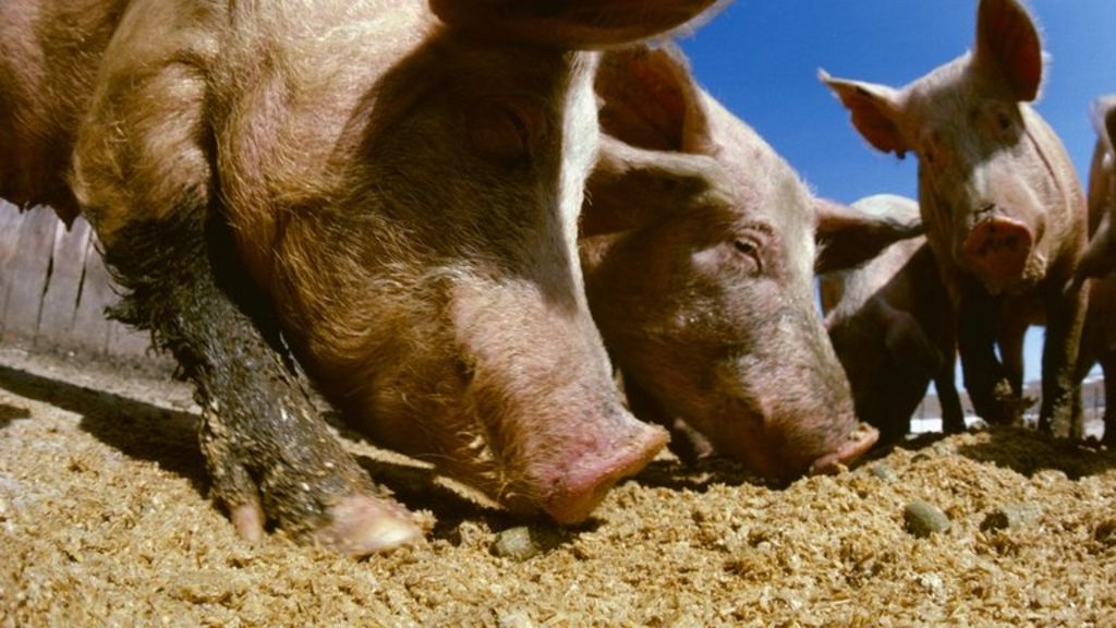 Oregon farmer eaten by his pigs - BBC News