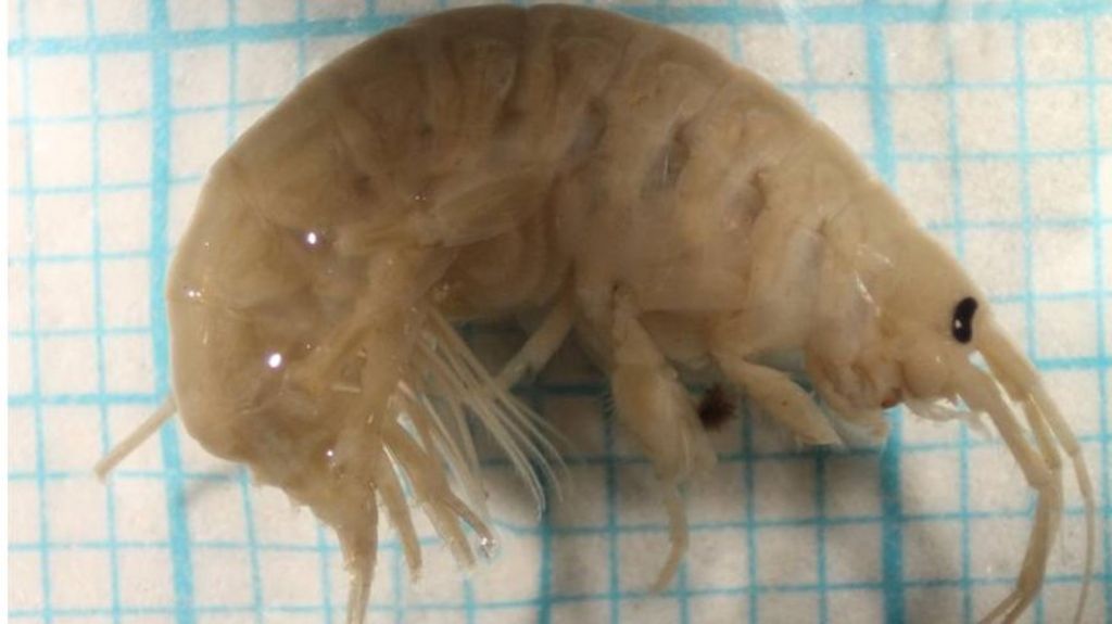 Relative of 'killer shrimp' found in Worcestershire waterways - BBC News