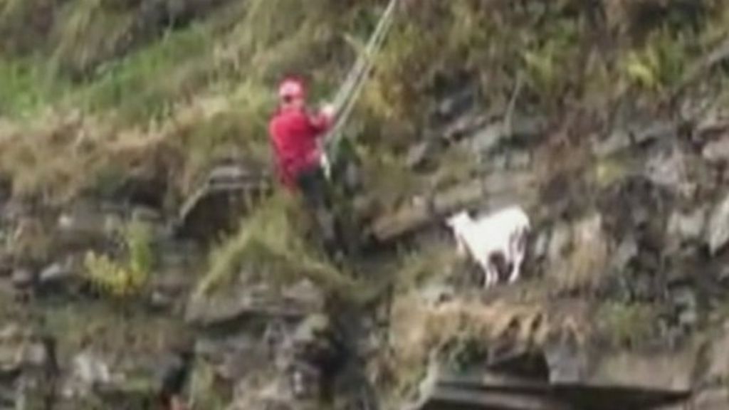 Trapped goat's bid for freedom - BBC News