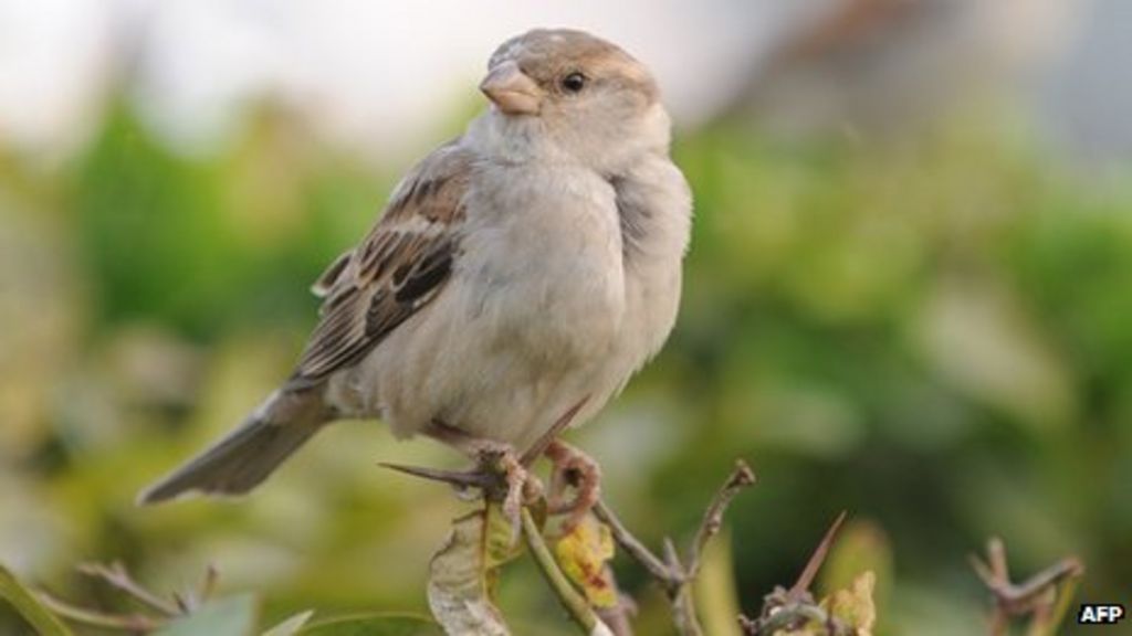India bid to save house sparrow - BBC News