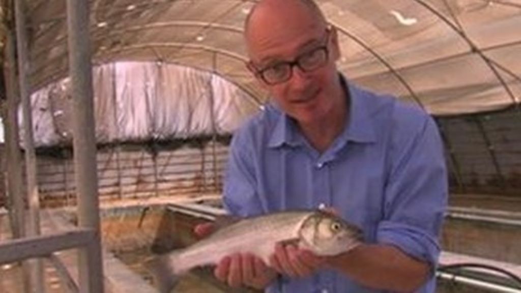 Fish farm thrives in middle of Egypt's desert - BBC News