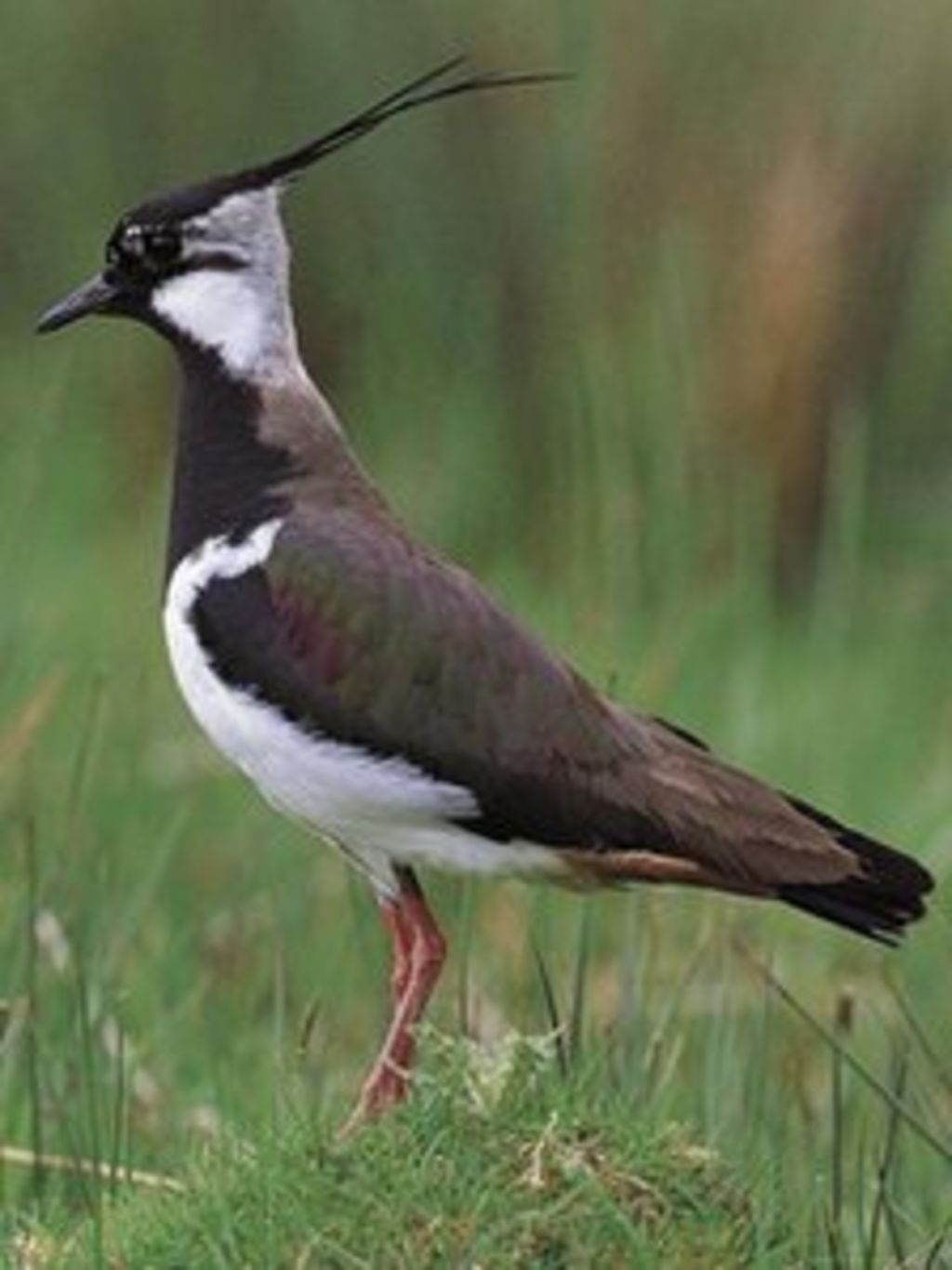 Lapwing decline is investigated in five counties - BBC News