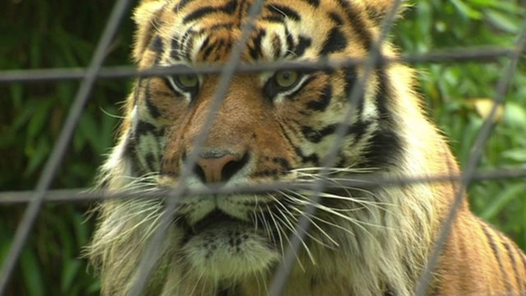 Sumatran tiger taken to London Zoo to meet his match - BBC News