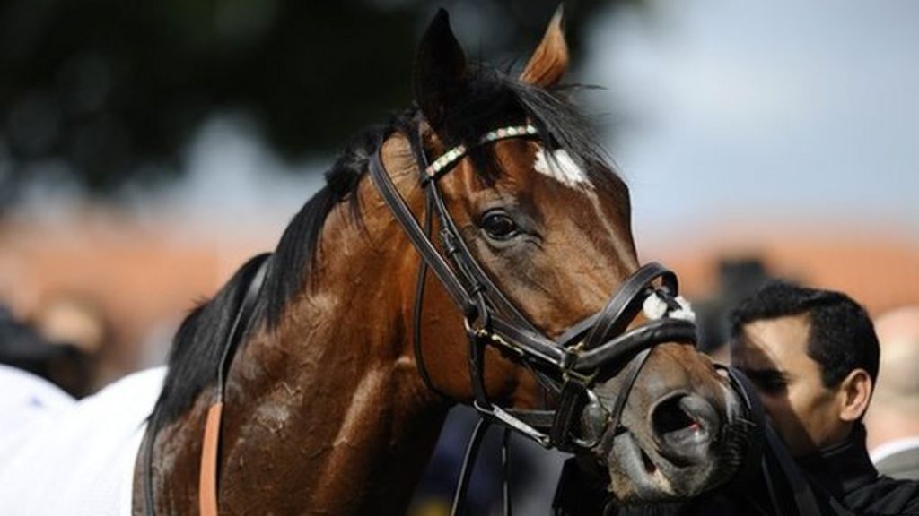 Frankel, the Usain Bolt, of horses to run last race - BBC Newsround