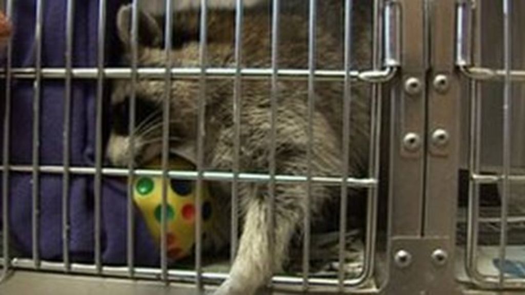 One-eyed raccoon seeks new home - BBC News
