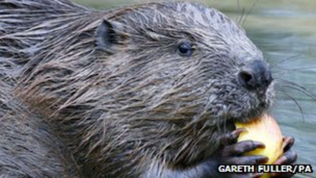 Perthshire Loch welcomes first beaver in 400 years - BBC News