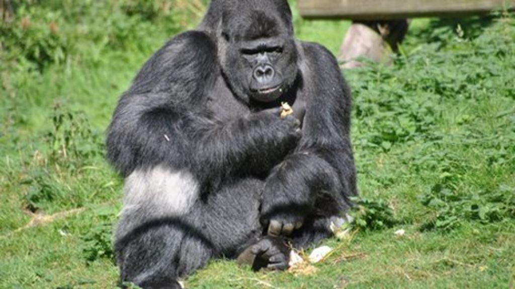 Port Lympne's gorilla Djala and family join wild primates in Gabon ...