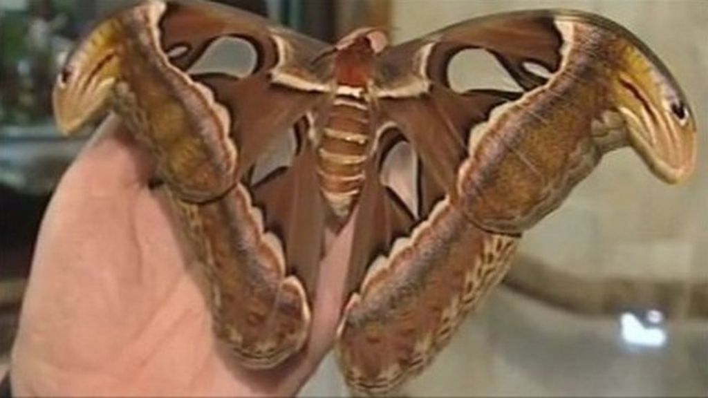 Giant Atlas moth from the Philippines found in UK - BBC Newsround