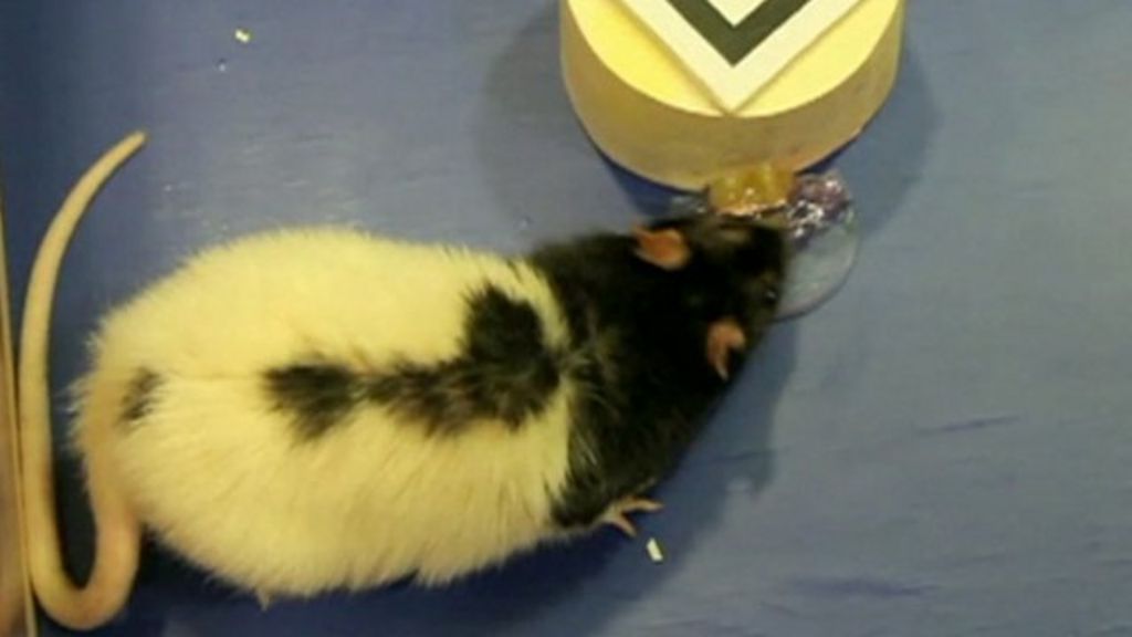 Beaming into the world of rats - BBC News