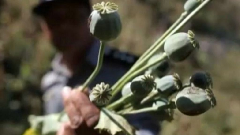Burma opium cultivation up again - BBC News
