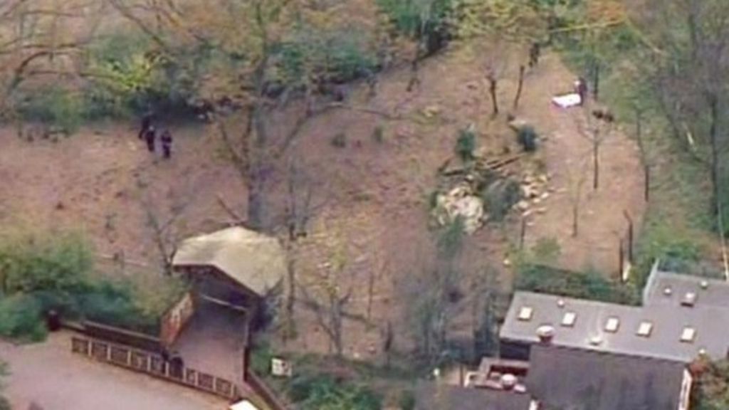 Zoo death: Boy falls into enclosure of African wild dogs - BBC News