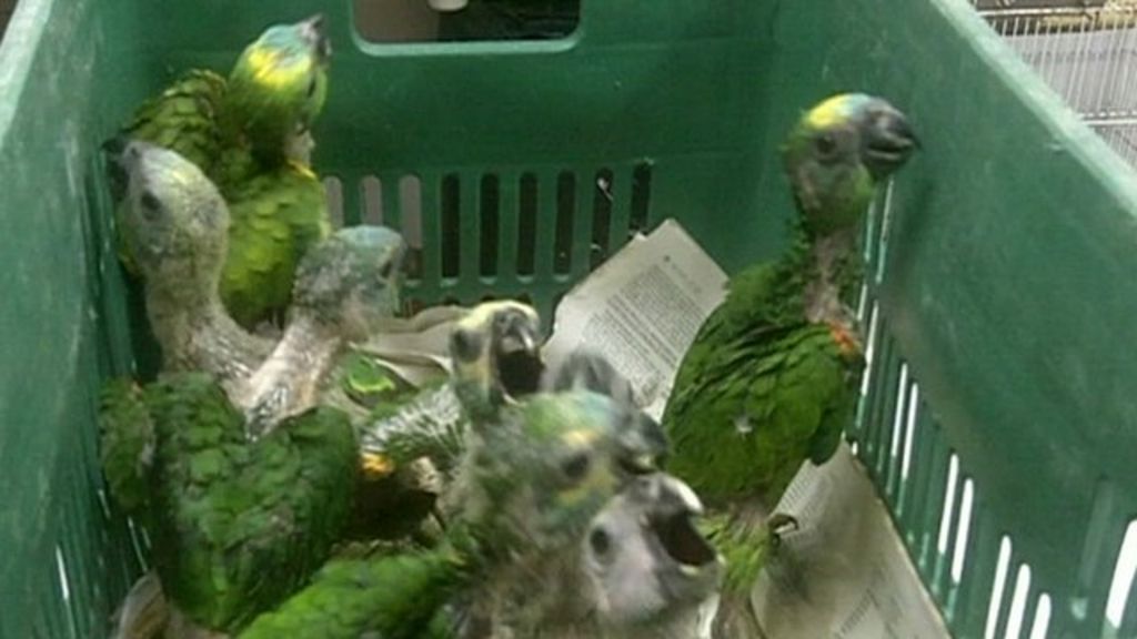 Parrot chicks rescued from poachers in Brazil - BBC News