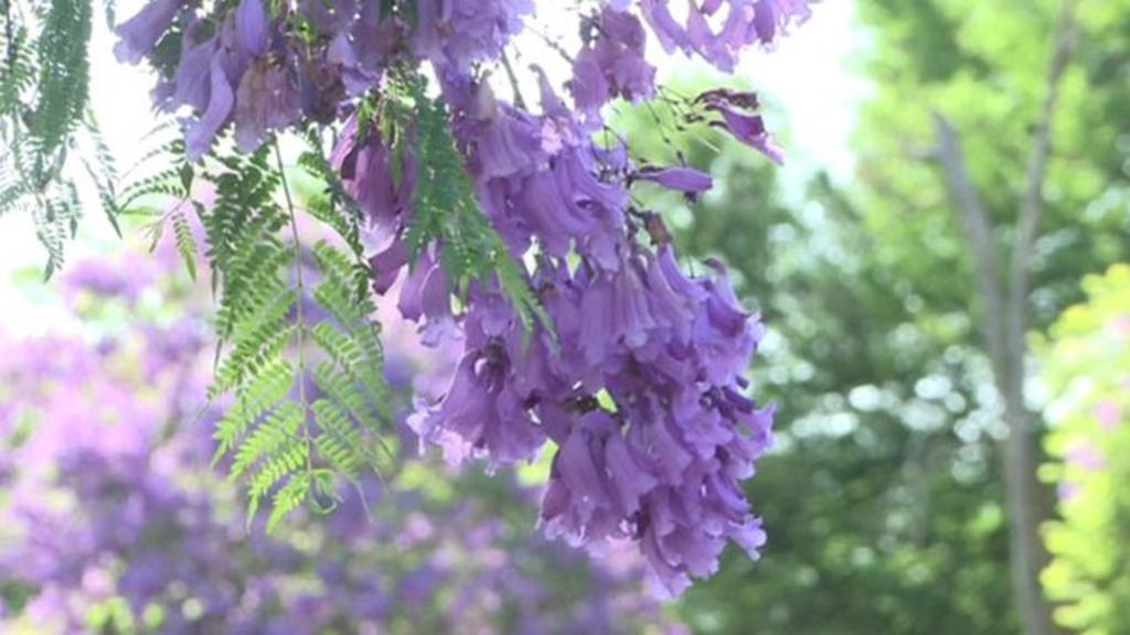 Jacaranda tree debate in Pretoria - BBC News