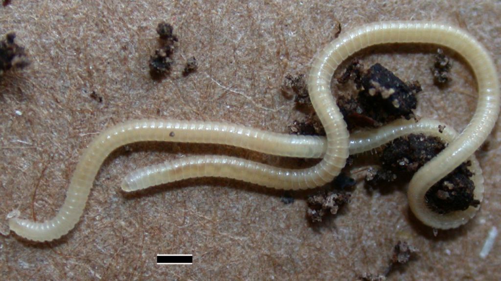 World's leggiest millipede caught on camera - BBC News
