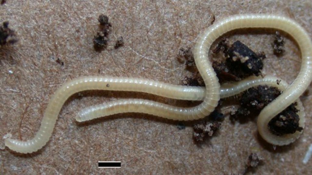 World's leggiest millipede put under microscope - BBC News