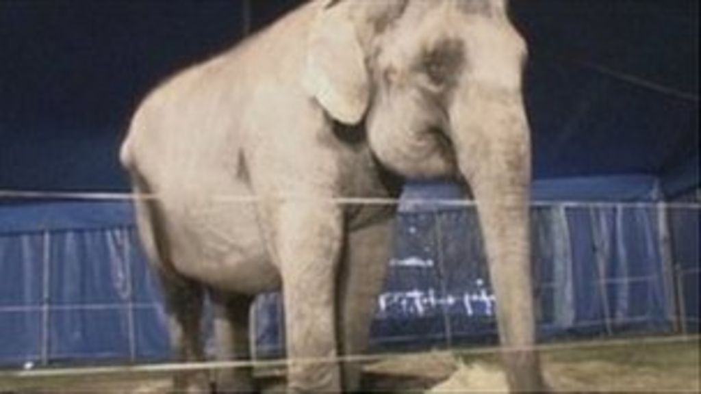 Anne the elephant 'abuse' trial: Court shown footage - BBC News