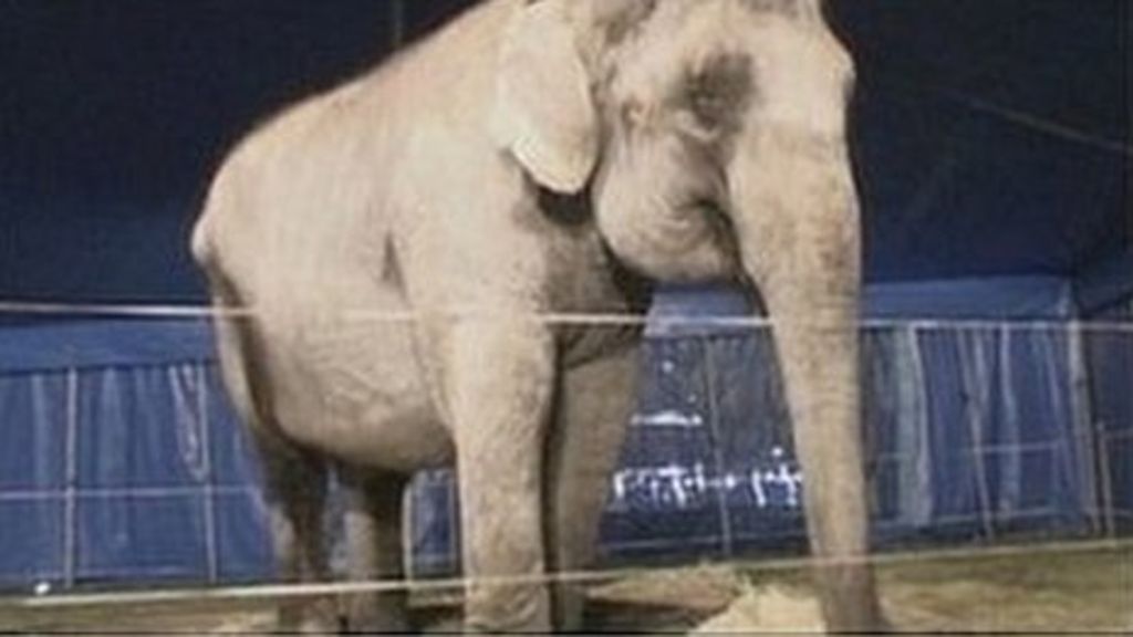Anne the elephant circus abuse: Bobby Roberts guilty - BBC News