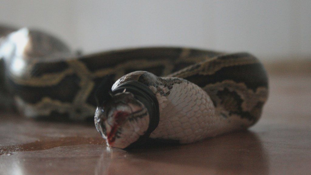 Python skin trade worth a billion - and often illegal - BBC News