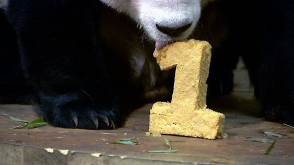 Edinburgh Zoo pandas: Celebrate one year in Scotland - BBC News