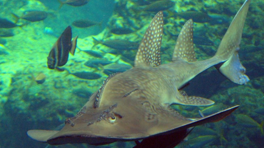Birmingham Bowmouth Guitar Shark captive breeding hopes - BBC News