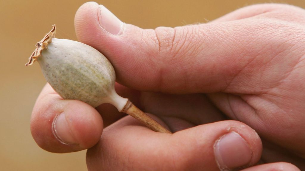 Morphine: The cheap, effective pain-relief drug denied to millions ...