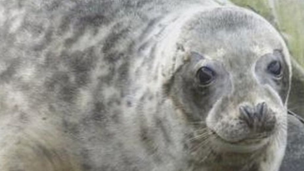Why females grey seals are getting photo identifications - BBC News