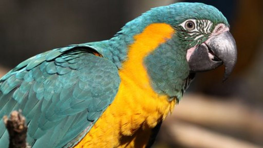 Race starts in west Cornwall to save rare wild macaws - BBC News