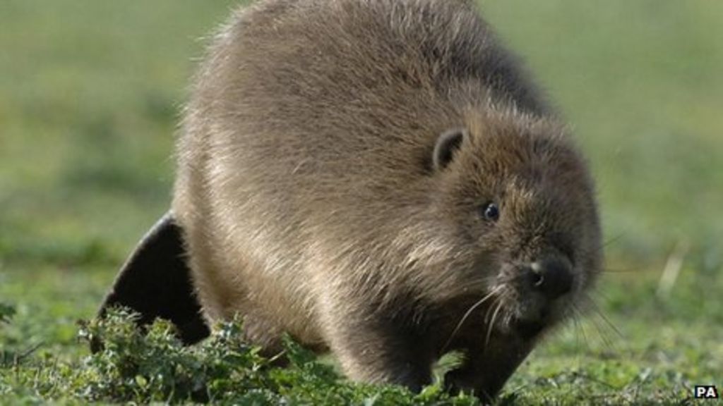 Tayside is home to about 150 beavers, report says - BBC News