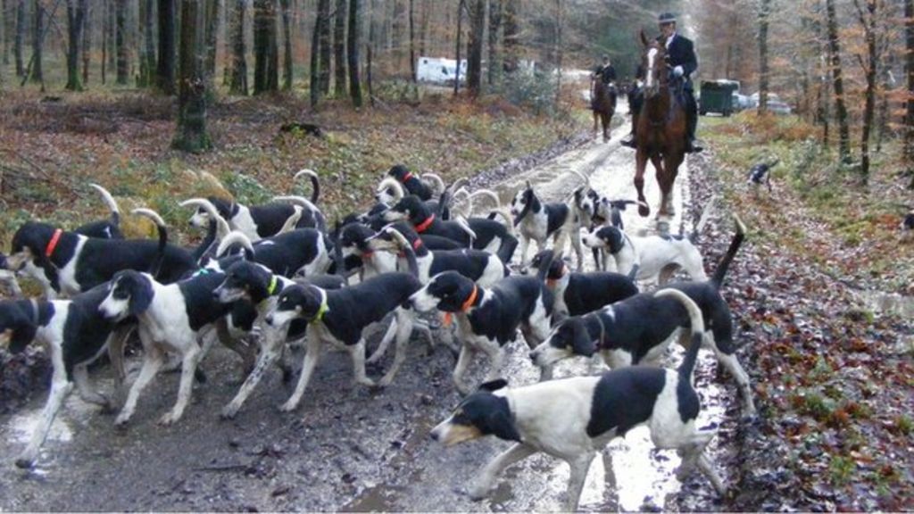 How long will France hunt with hounds? - BBC News